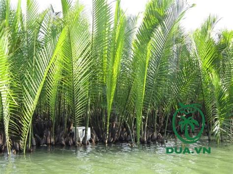Lá Dừa Nước Lợp Nhà Giá Rẻ Nhất Thị Trường Dừa Việt Nam