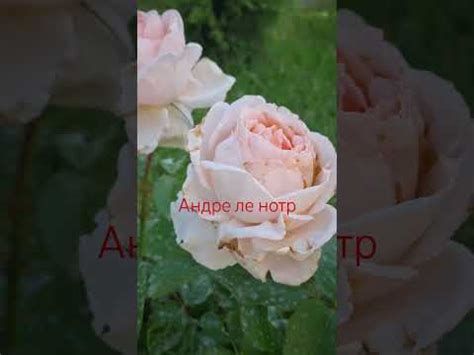 Цветок держит долго. чайно-гибридная роза Андре ле нотр /Andre le Notre ...