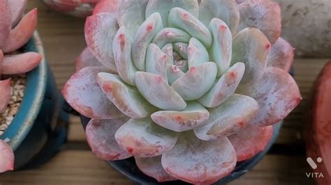 서창장수 다육식물에 구경 오세요 다육 백화점 창다육 다육이 키우기 다육식물 백마다육 010 7347 8559 Youtube