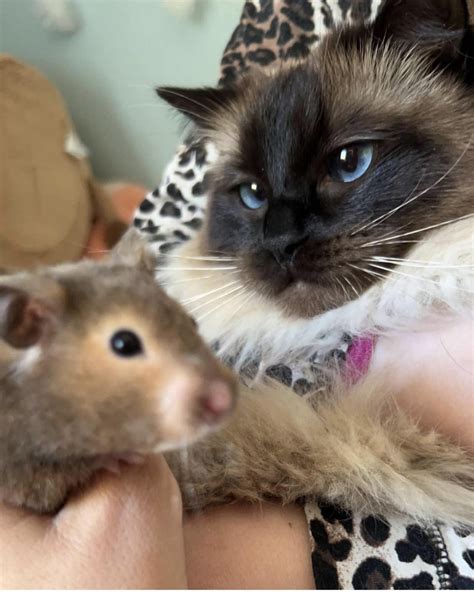 Finally Good Ragdoll In Godot Rgodot