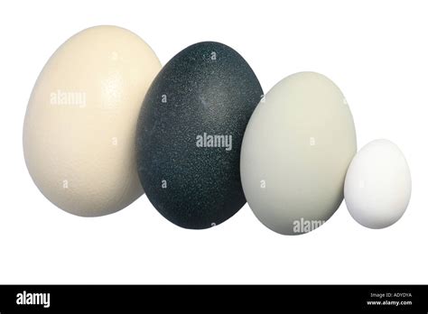 Hummingbird Egg Size Comparison