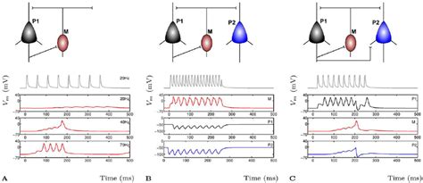 Short Term Plasticity In Cortical Layer 5 Microcircuitry A Short Term Download Scientific