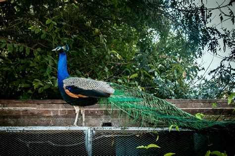 Peacock Peafowl Bird Free Photo On Pixabay