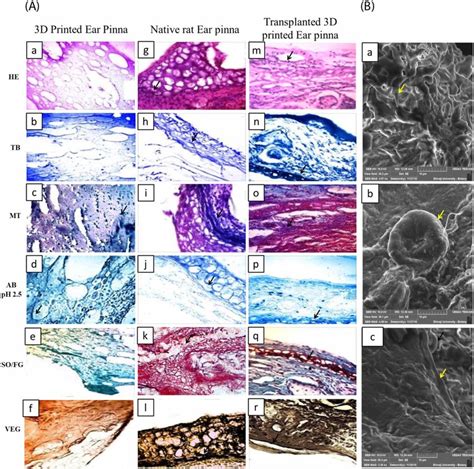 A Histology Of Negative Positive Control And Transplanted 3d Printed