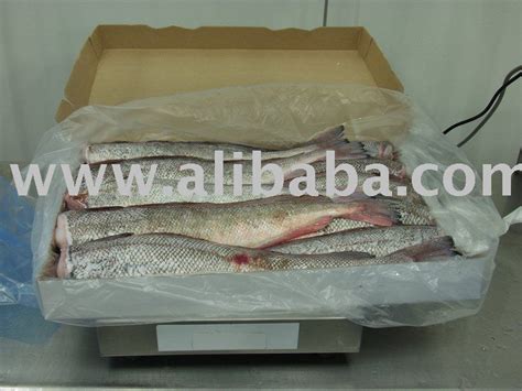 Red Cod Products New Zealand Red Cod Supplier