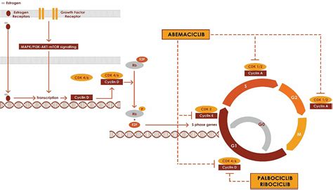 Frontiers Clinical And Pharmacologic Differences Of CDK4 6 Inhibitors