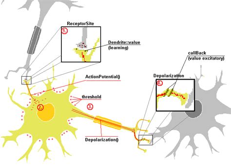 Synaptic Knob Model