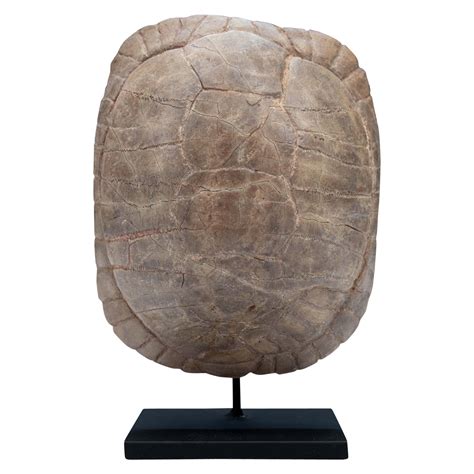 Fossil Turtle Shell At 1stdibs Fossilized Turtle Shell Fossil Turtle