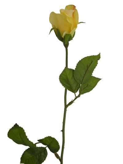Bem Fácil Png Rosas Amarelas Png