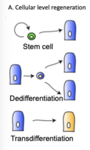 Lecture 6a Stem Cells And Regeneration Flashcards Quizlet