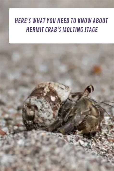 Hermit Crab Molting Or Dead Understanding Hermit Crabs Molting Stage Artofit