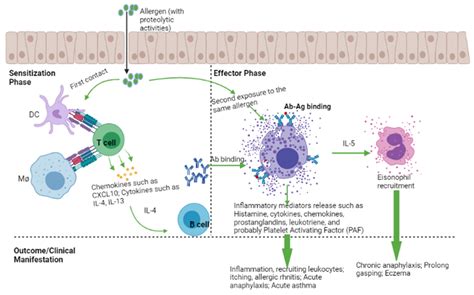Allergic Reaction Diagram