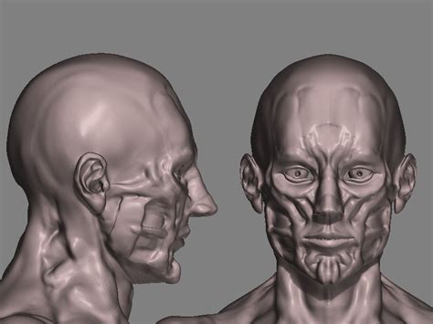 Male Anatomy Study Nudity ZBrushCentral