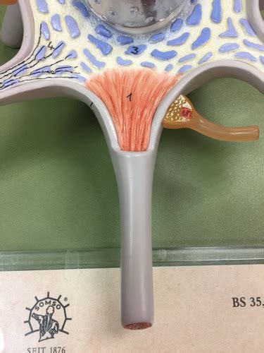 Lab Multipolar Neuron Model Flashcards Quizlet