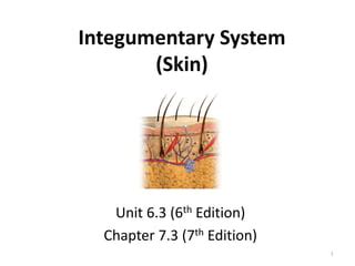 Integumentary-System-Class.pdf