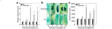 Pathogen Inducible Expression Pattern Of The Maize Gene Grmzm2g174449
