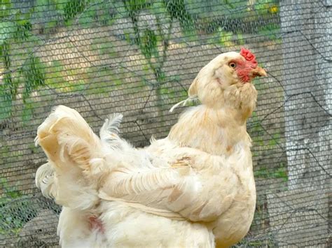 Yellow Pus In Chicken Eye 2 Reasons Why What To Do Critter Clean Out