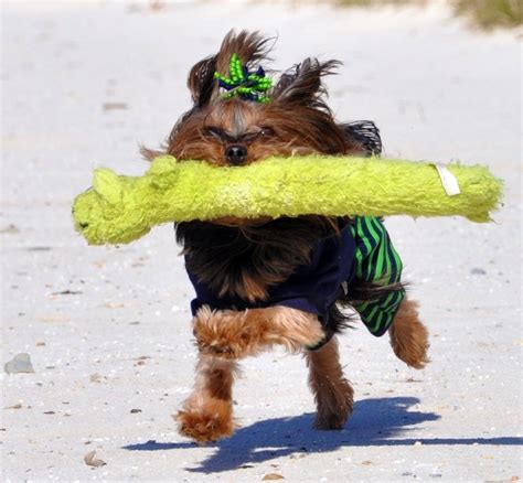 Happy Lil Girl Trixie Maltese Yorkie Puppy Yorkie Dogs Yorkshire