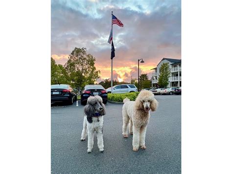 Poodles Pause At Sunset Photo Of The Day Castro Valley CA Patch