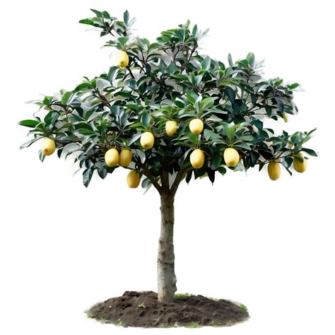Small Tree Png Images 100