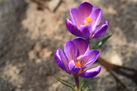 Crocus Purple Flowers Free Photo On Pixabay Pixabay