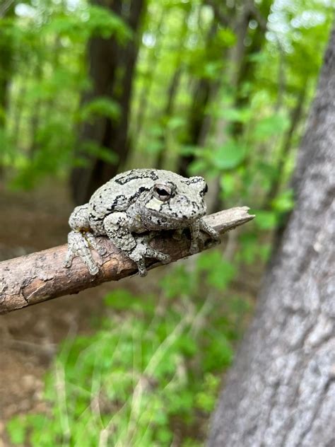 Gray Treefrog Dryophytes Versicolor Birdweather