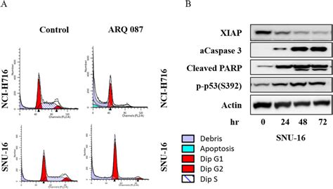 Arq 087 Arrests Cells In The G1 Cell Cycle Phase And Induces