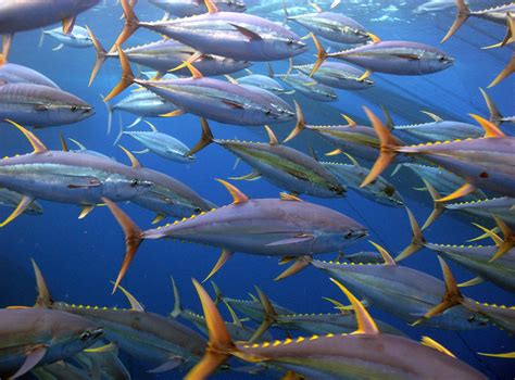 Flock Of Yellowfin Tuna Photo And Wallpaper Cute Flock Of Yellowfin