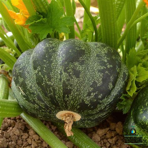 Squash Summer Full Eclipse F1