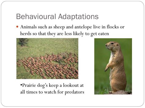 Ppt Adaptations Powerpoint Presentation Free Download Id2410808