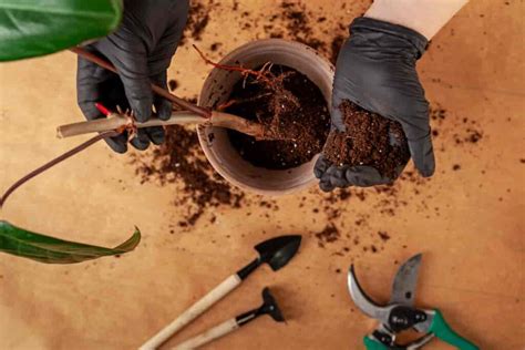 8 Proven Steps To Fix Philodendron Root Rot 2025