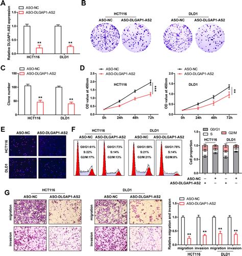 Dlgap1 As2 Knockdown Inhibits Crc Cell Progression A Qrt Pcr