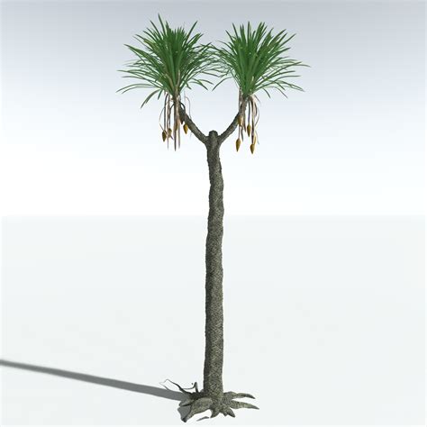 Everyplant Sigillaria Densifolia