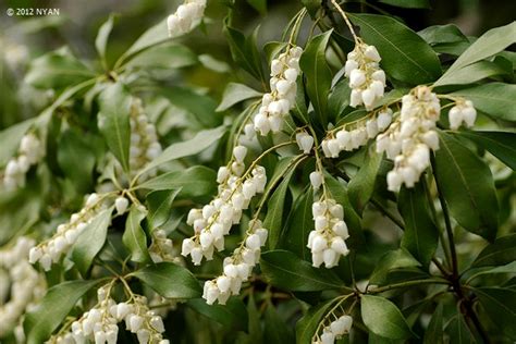 アセビ馬酔木ツツジ科 Pieris japonica 四季の山野草花の写真館