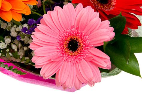 Gerbera 아이리스입니다 흰색 바탕에 흰색 배경 0명에 대한 스톡 사진 및 기타 이미지 0명 2015년 개체 그룹