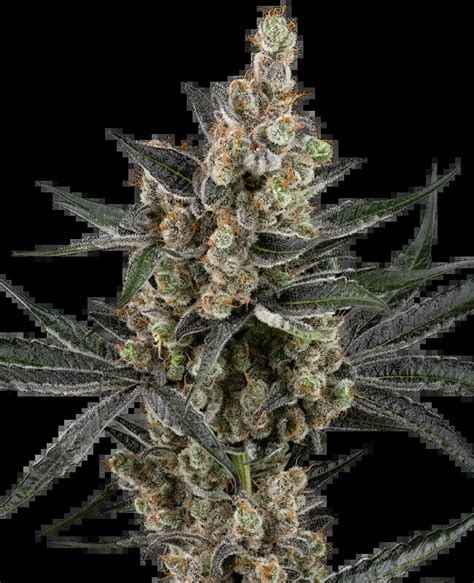 Banana Cake Pop Feminized Seeds Sensi Seeds