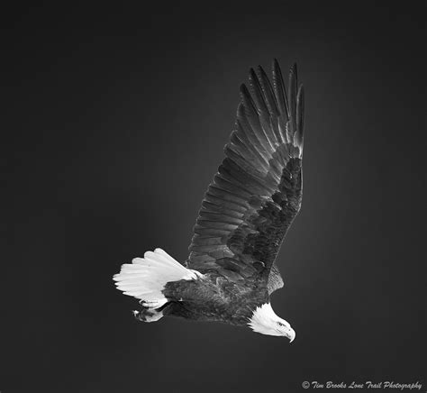 Bald Eagle In Black And White Wildlife Photography On Fstoppers