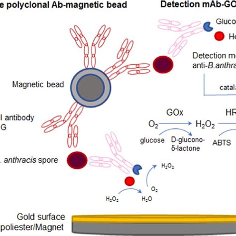 Schematic Representation Of The Electrochemical B Anthracis Spores Download Scientific Diagram