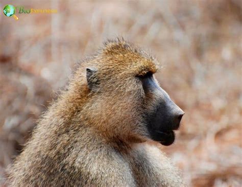Baboon