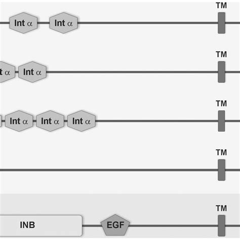 Model For Integrin Receptor And Rtk Induced Signaling Pathways In S