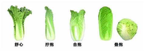 科学网—为何大白菜 抱团”能换姿势？