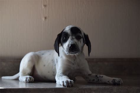 Dalmatian Beagle Mix Ac Puppies Llc