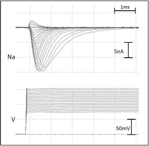 Example Of Sodium Current Recording Obtained During Patch Clamp