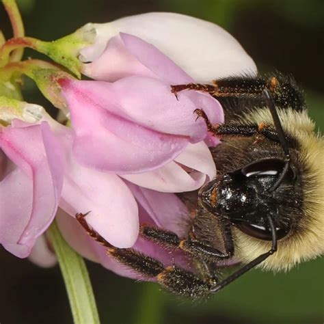 Two Spotted Bumble Bee Facts Diet Habitat And Pictures On Animaliabio