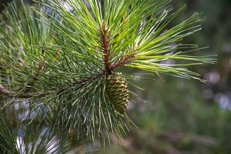 7 Reasons Your Pine Tree Is Turning Brown Ascent Yard Care