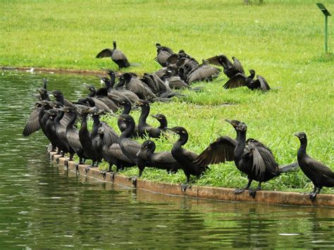 biguá Nannopterum brasilianus WikiAves A Enciclopédia das Aves do Brasil