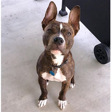 Pitbull Boxer Mix 10 Important Facts About Bullboxer ⋆ American