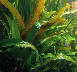Криптокорина Балансе / Cryptocoryne balansae | Акватория