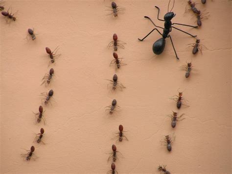 Summer Pest Control Ant Types Networx