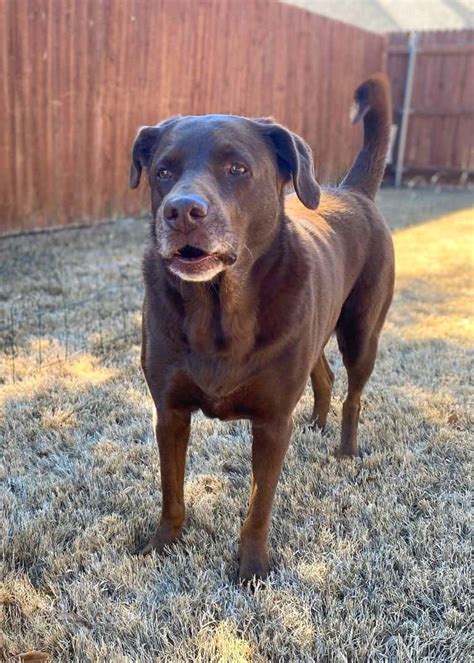 11 Unique Irish Setter Mixes Youll Love With Pictures